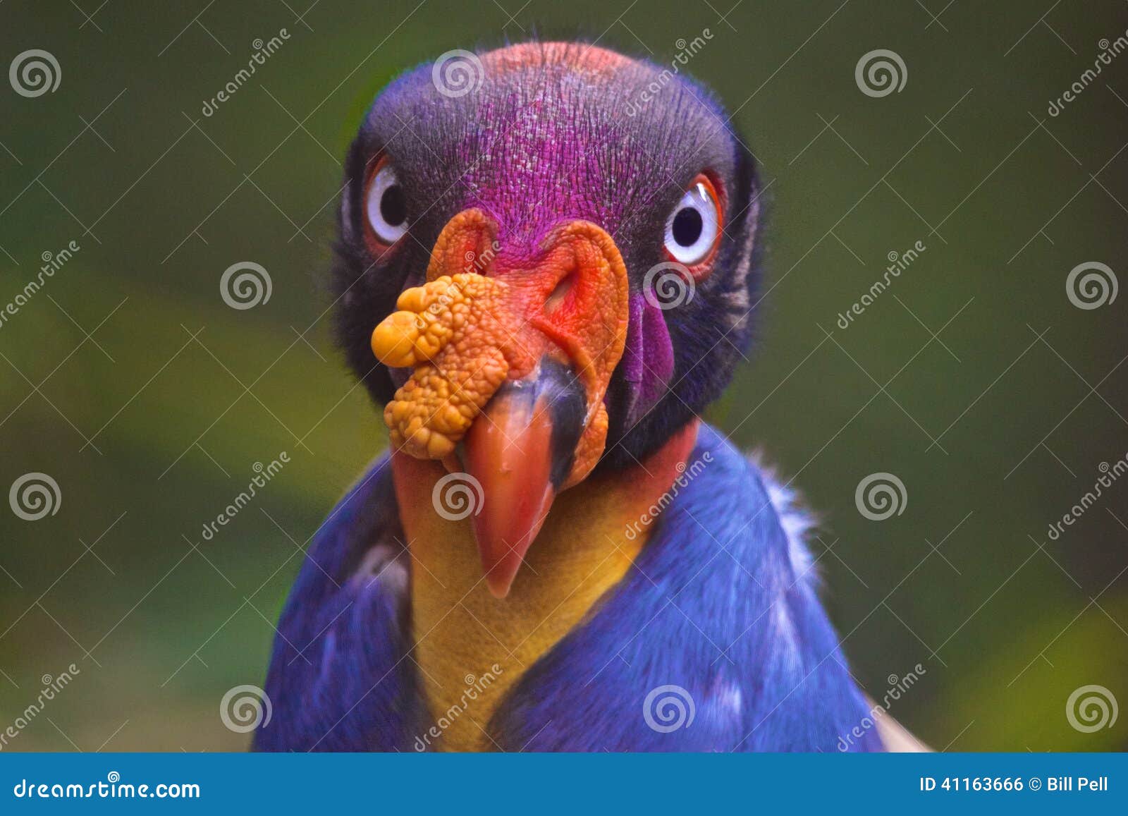 Colorful King Vulture stock photo. Image of vulture, yellow - 41163666