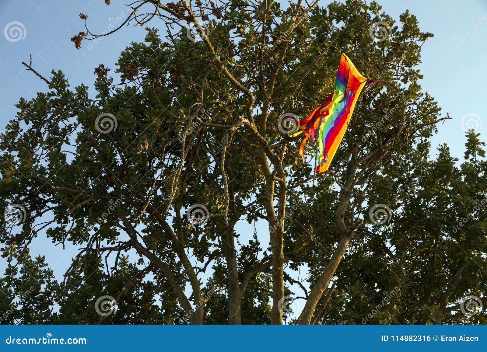 Kite Got Tangled on High Tree Branches Stock Photo - Image of nature ...