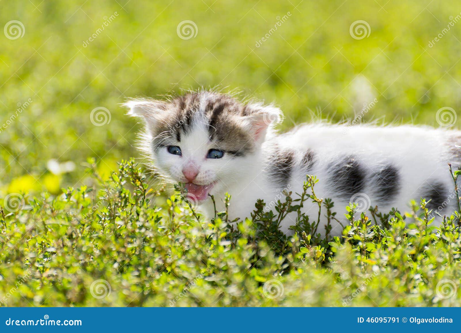 The Colorful Kitten Goes in Green Grass Stock Image - Image of park ...
