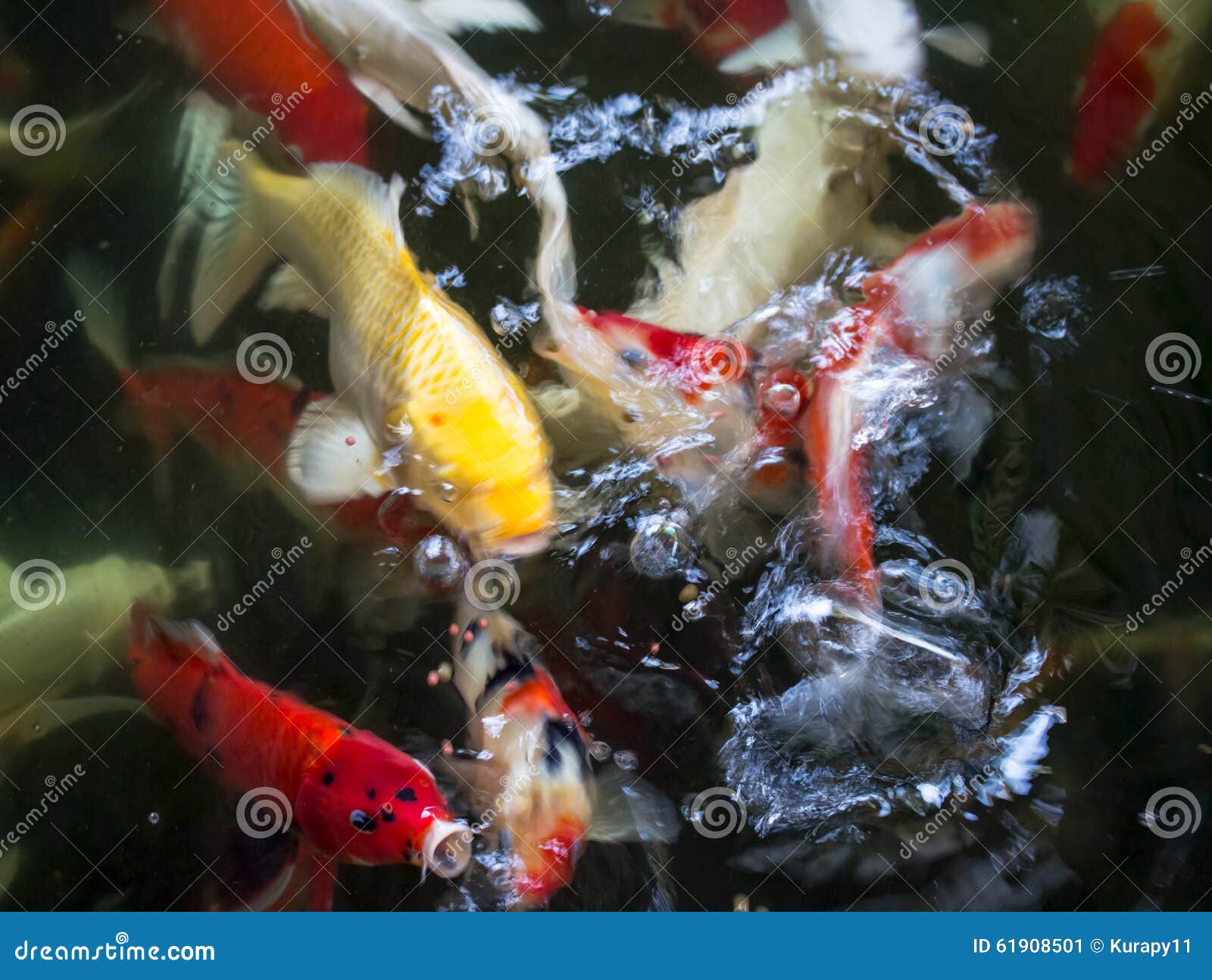 Colorful Koi or Carp Chinese Fish Under Water Stock Image - Image of ...