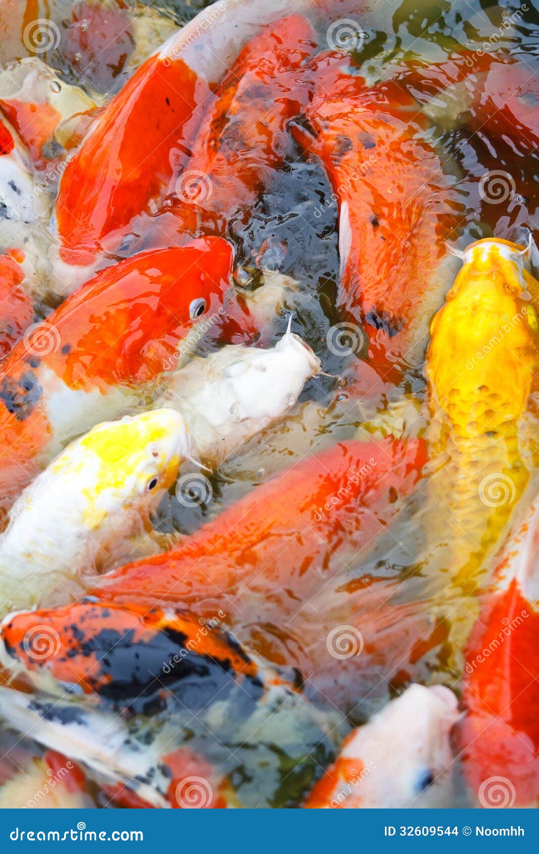 Colorful Koi or Carp Chinese Fish Stock Photo - Image of asia ...