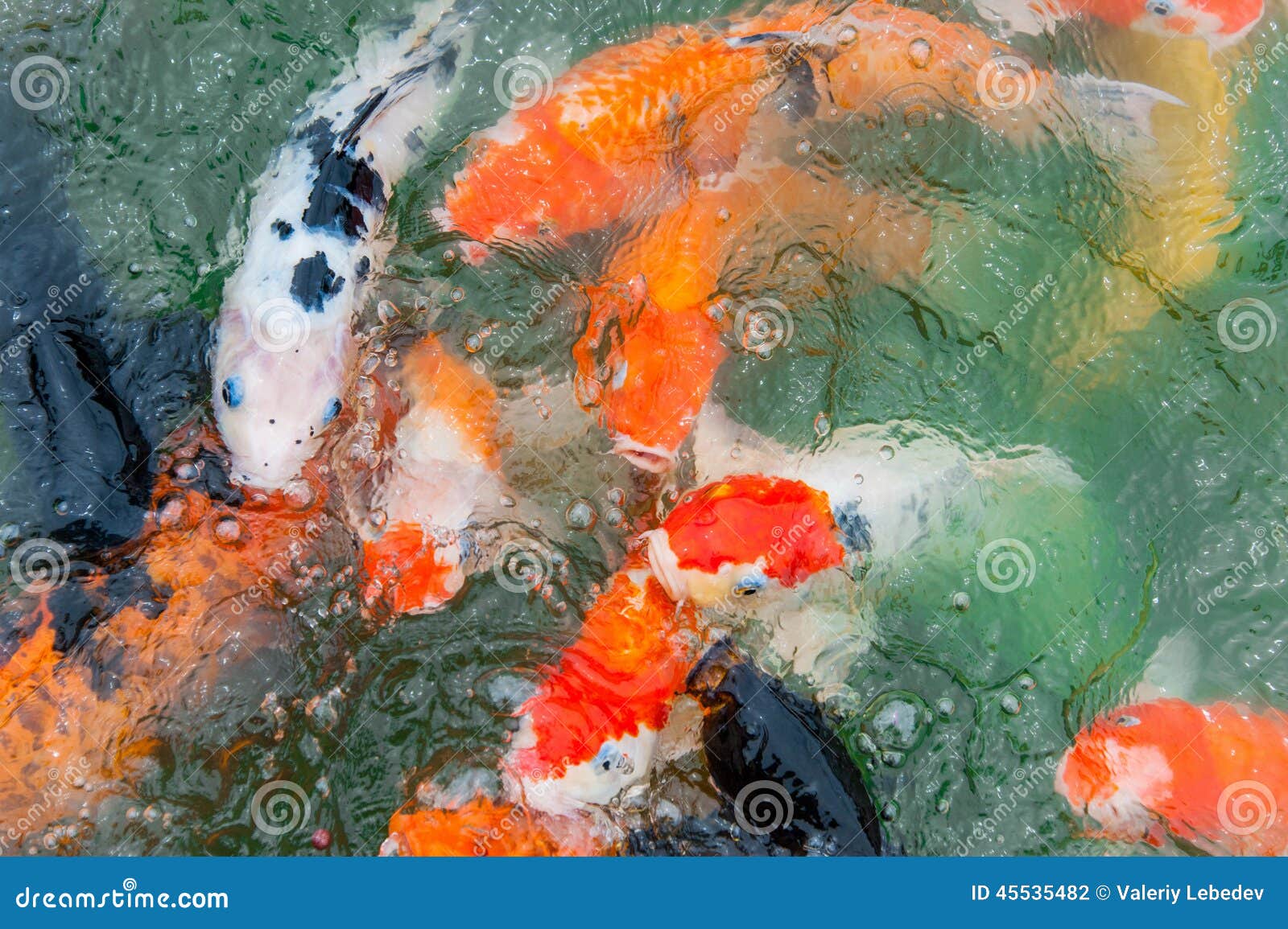 Colorful Koi carp stock photo. Image of fishes, animal - 45535482