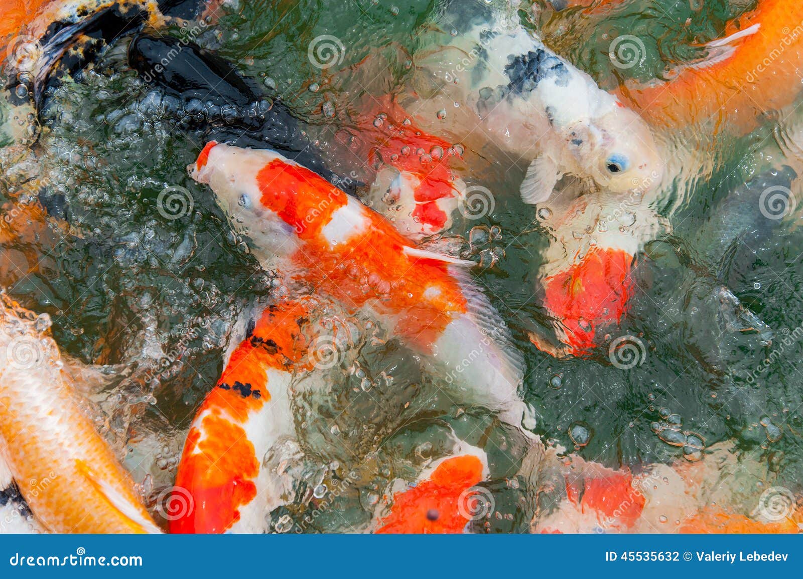 Colorful Koi carp stock photo. Image of aquatic, animal - 45535632