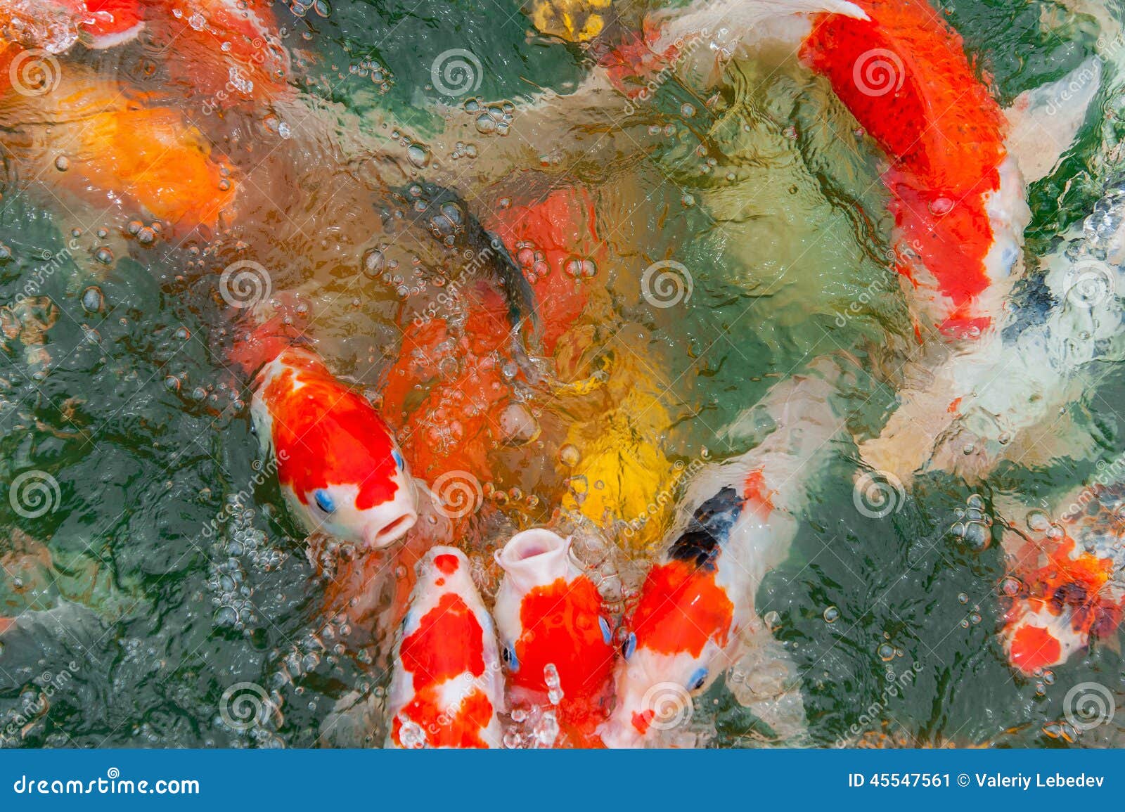 Colorful Koi carp stock image. Image of exotic, aquatic - 45547561