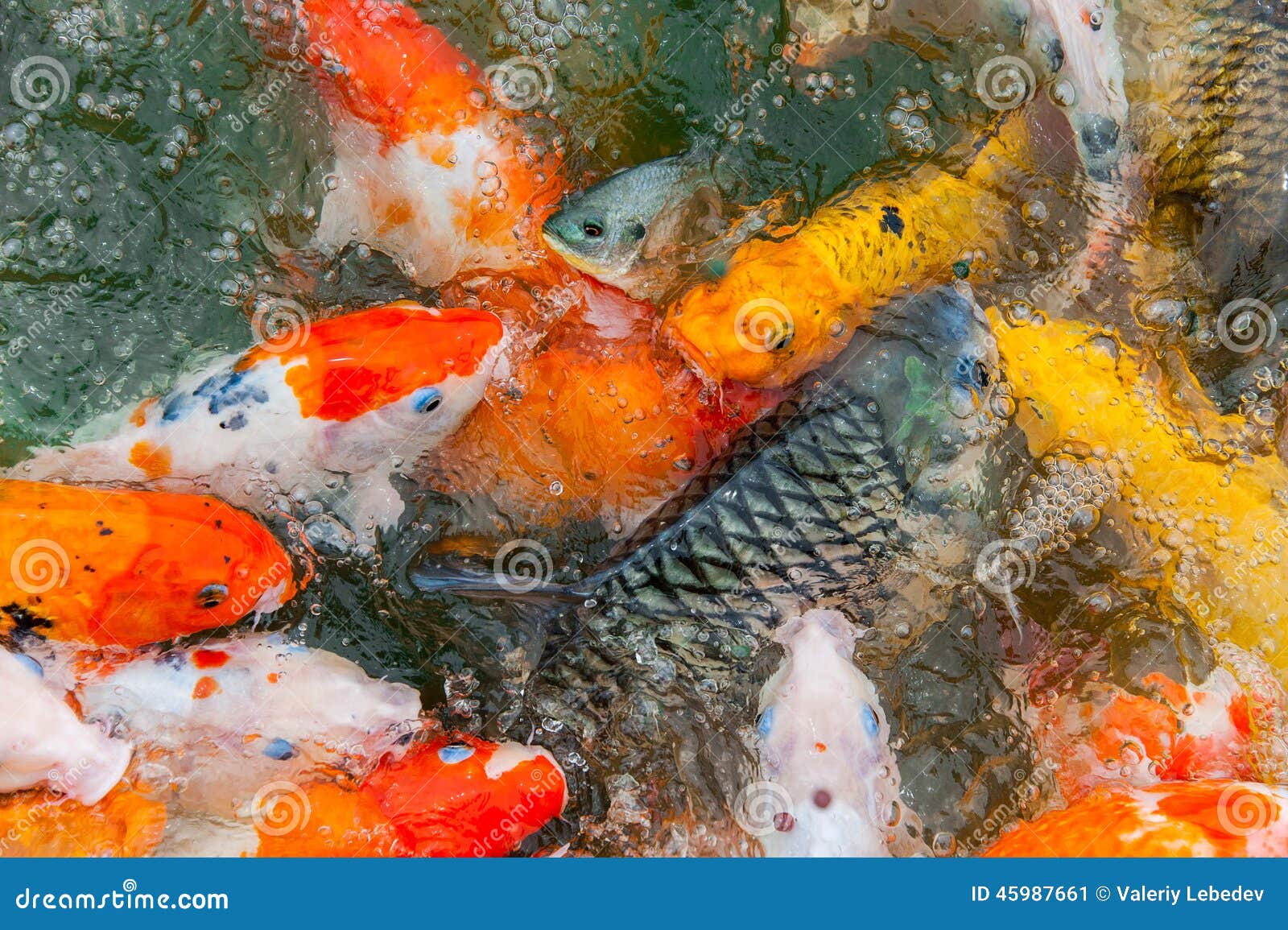 Colorful Koi carp stock image. Image of oriental, exotic - 45987661