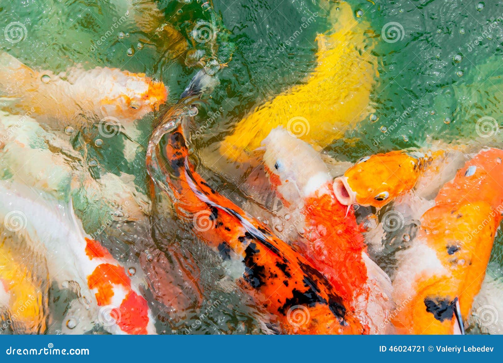 Colorful Koi carp stock image. Image of nature, golden - 46024721