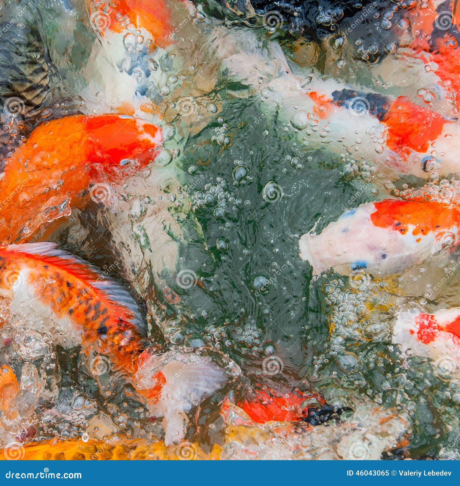 Colorful Koi carp stock image. Image of animal, china - 46043065
