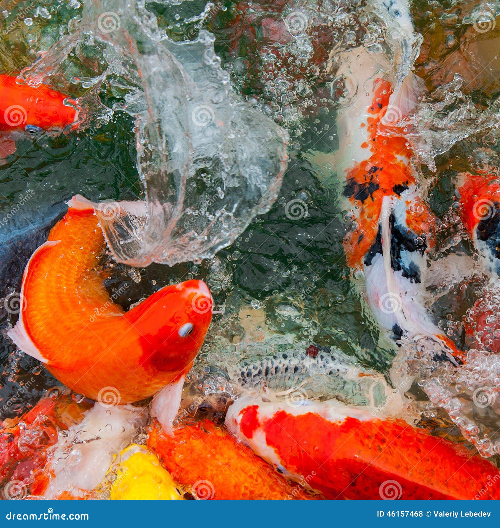 Colorful Koi carp stock photo. Image of japanese, fortune - 46157468