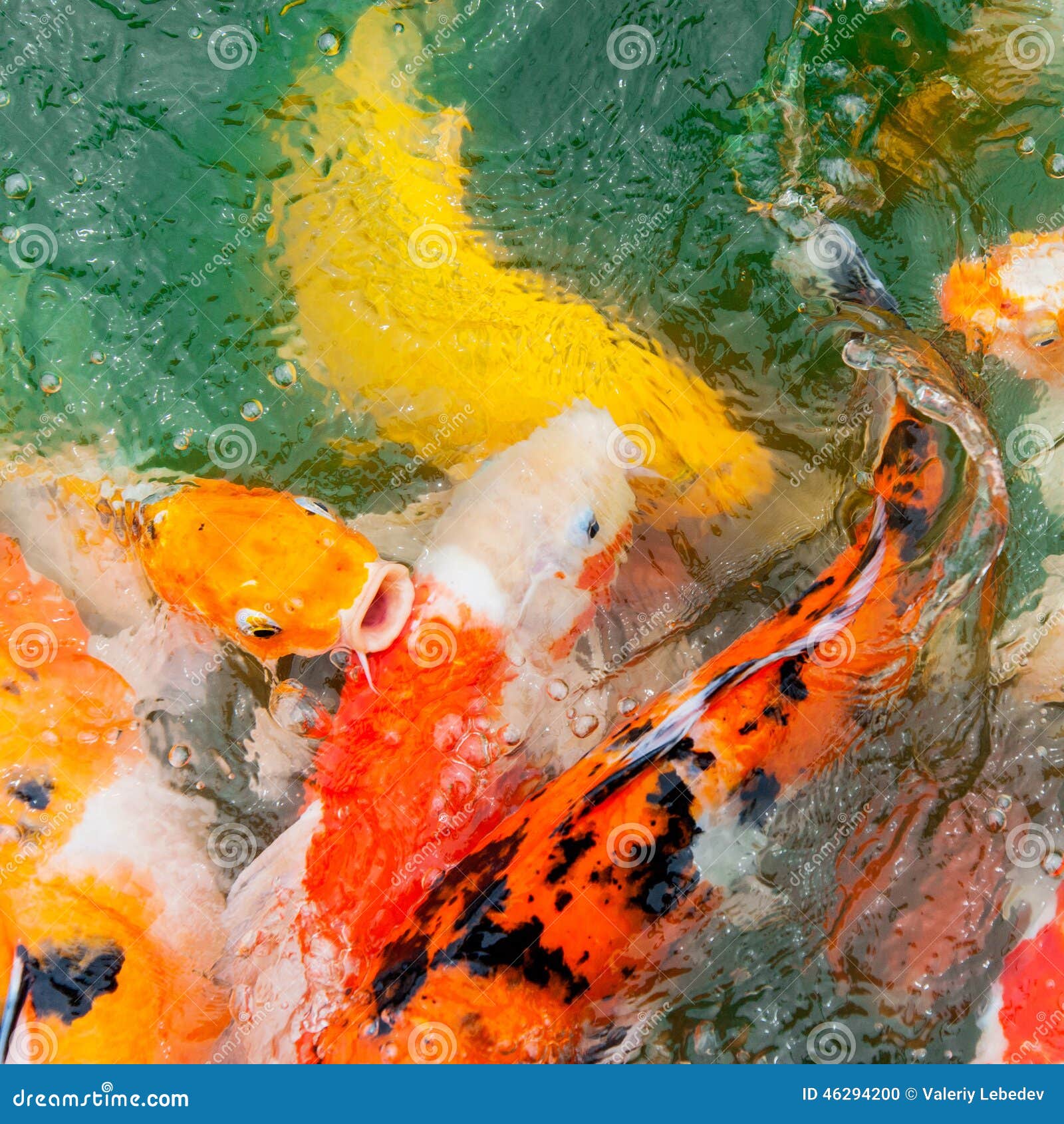 Colorful Koi carp stock photo. Image of carp, oriental - 46294200