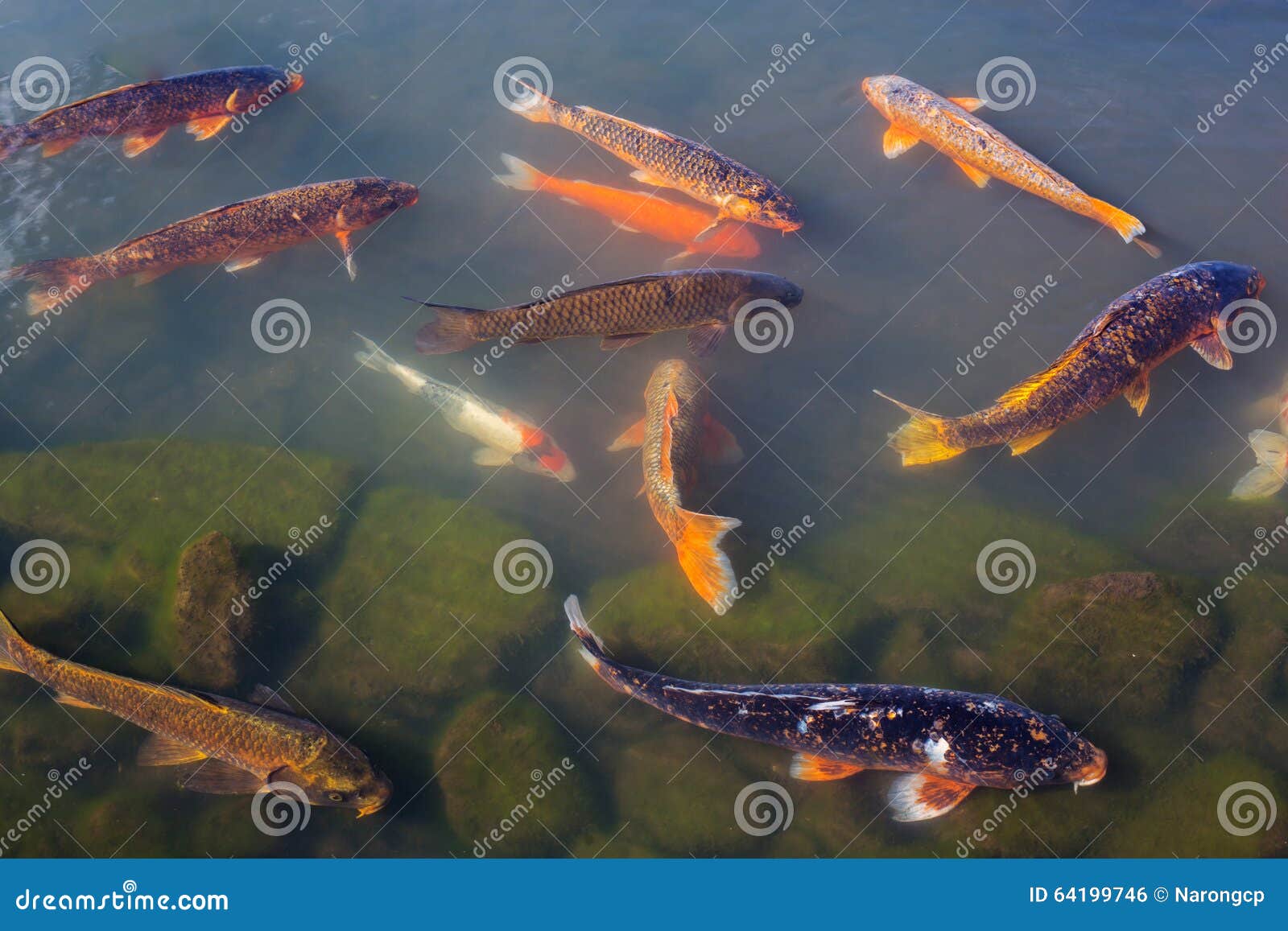 Colorful Koi or Carp Japanese Fish Stock Photo - Image of meat, seafood ...