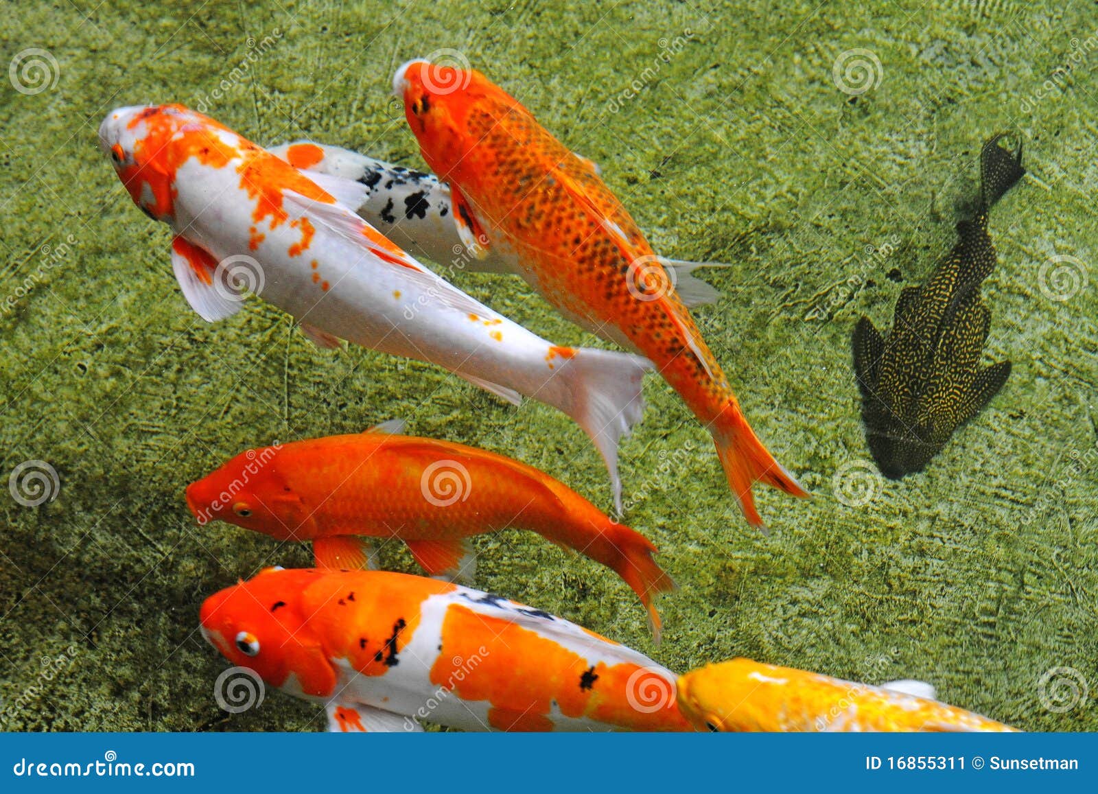 Colorful Koi Carps Stock Image - Image: 16855311