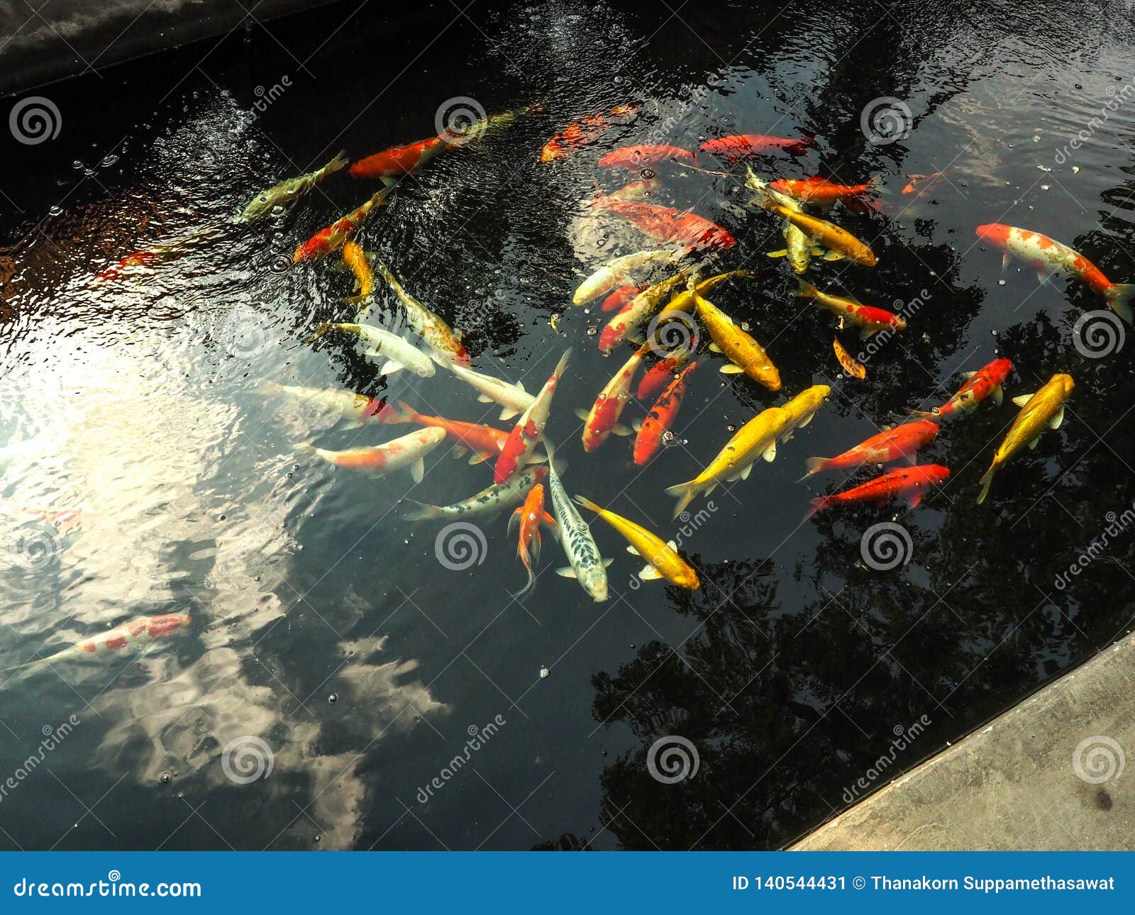 Colorful koi fish stock image. Image of carp, harvest - 140544431