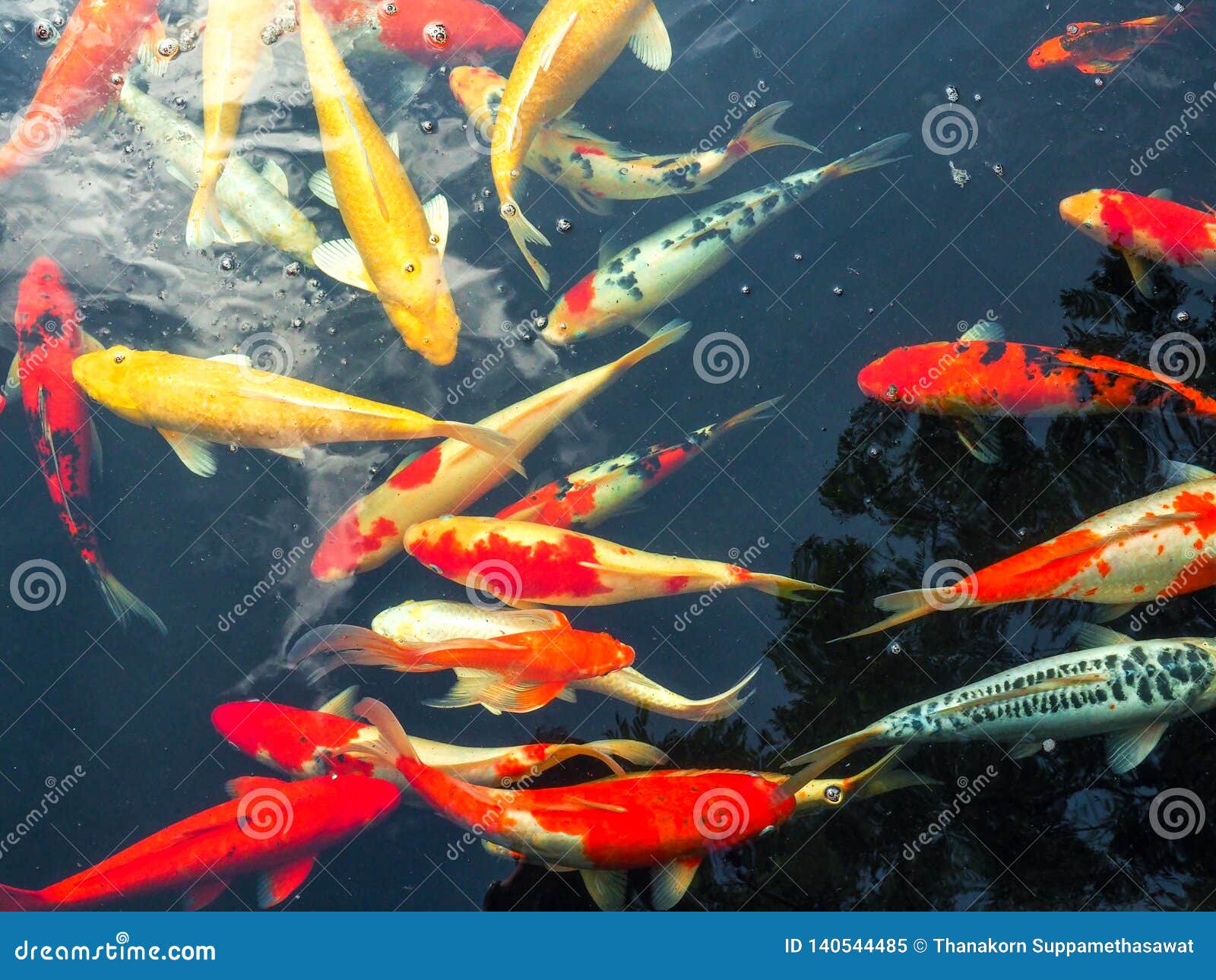 Colorful koi fish stock image. Image of isolated, leisure - 140544485