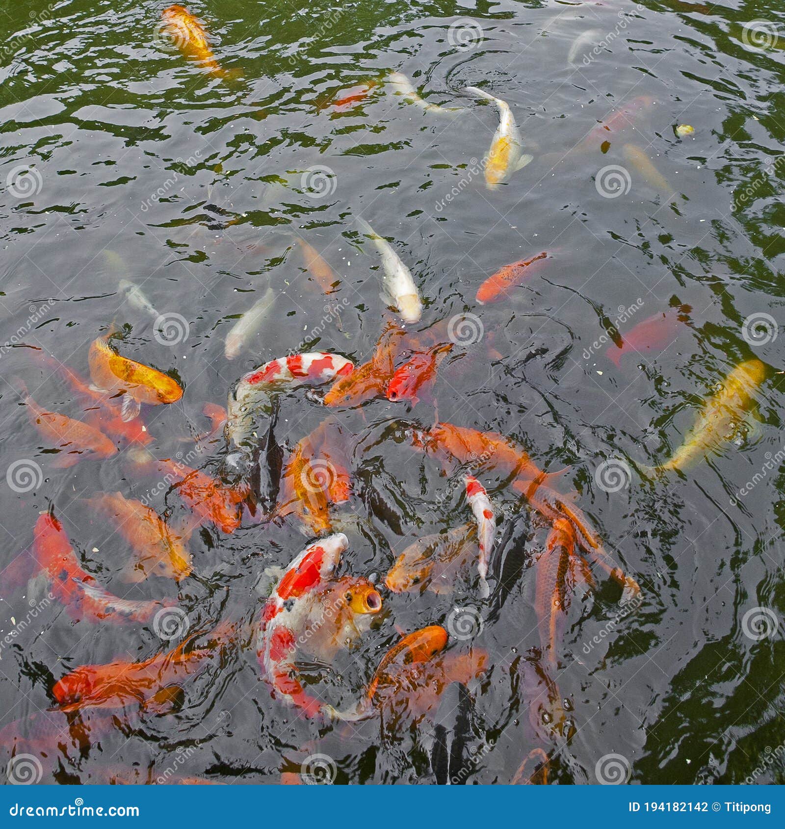 Colorful koi fish stock photo. Image of animal, reservoir - 194182142
