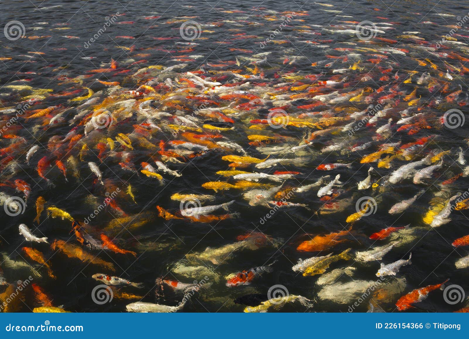 Colorful koi fish stock photo. Image of color, relaxation - 226154366