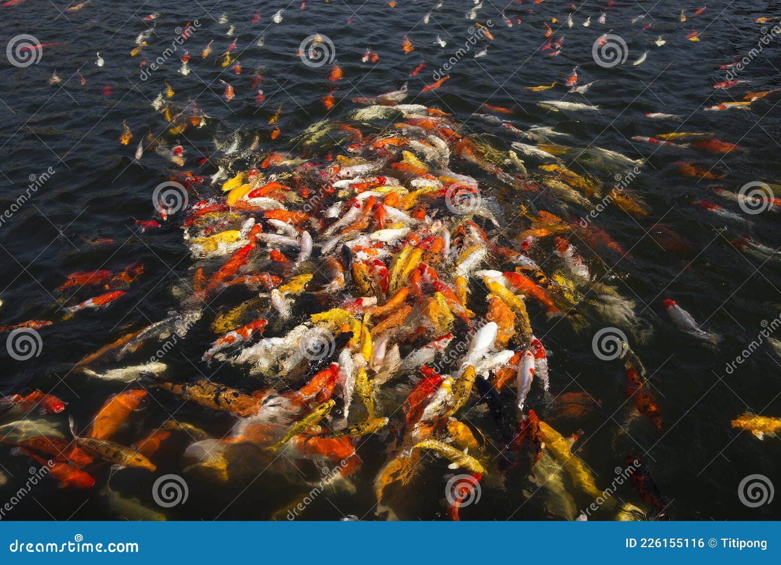 Colorful koi fish stock photo. Image of nature, residence - 226155116