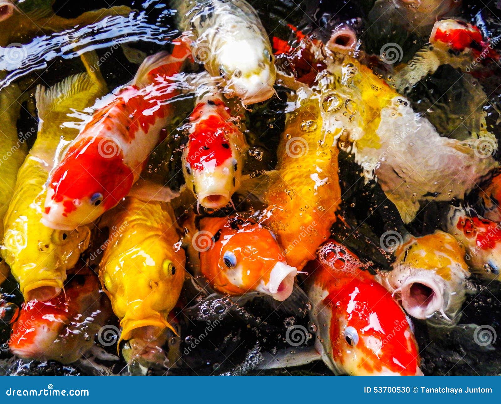 Colorful Koi Fish so Hungry Stock Photo - Image of garden, asia: 53700530