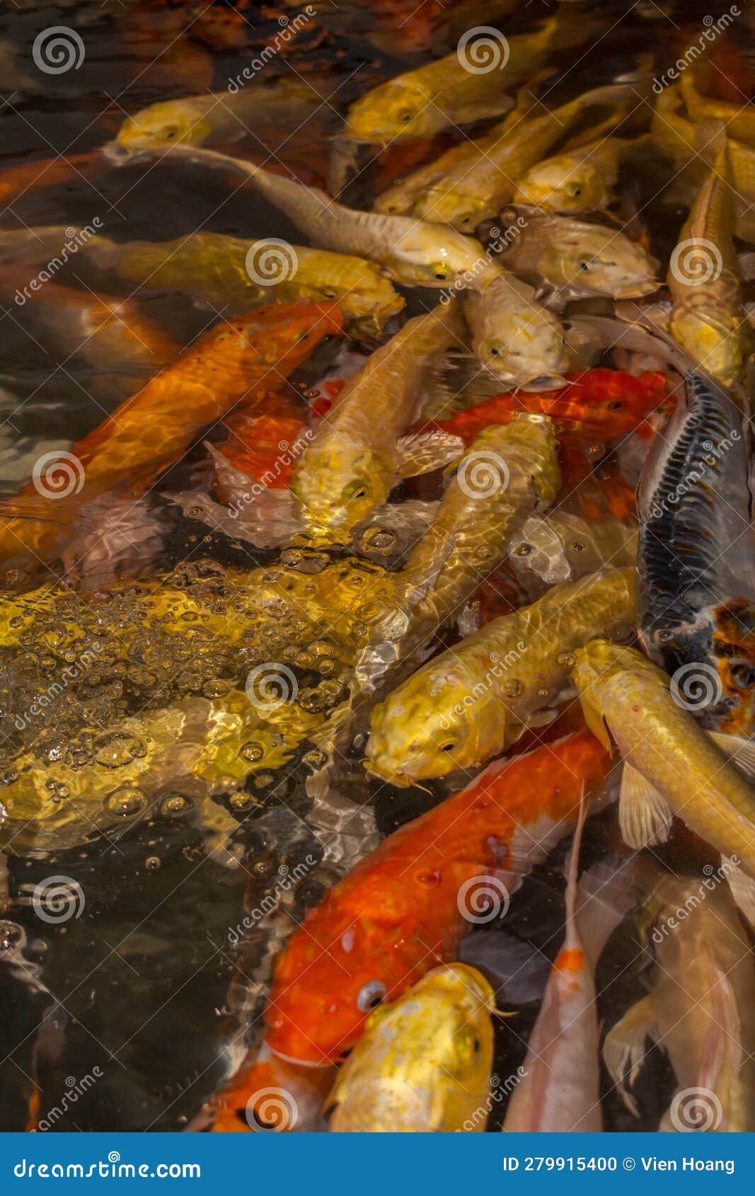 Colorful Koi Fish Inside a Mall in Southern China Stock Photo - Image ...