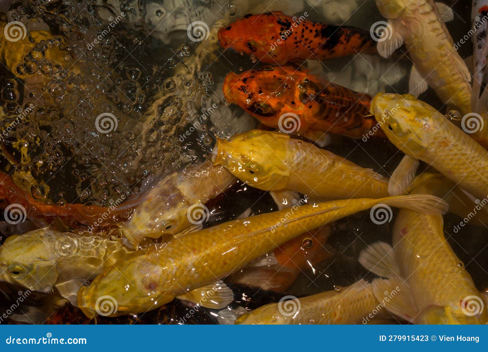 Colorful Koi Fish Inside a Mall in Southern China Stock Image - Image ...