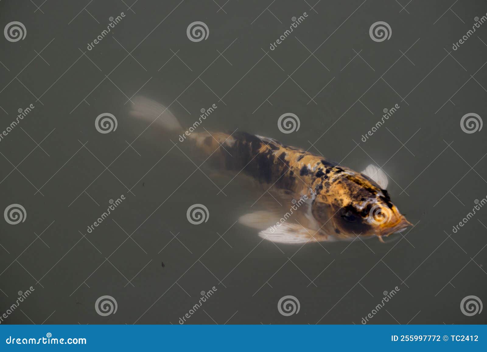 Colorful Koi Fish in the Lake Stock Photo - Image of group, diversity ...