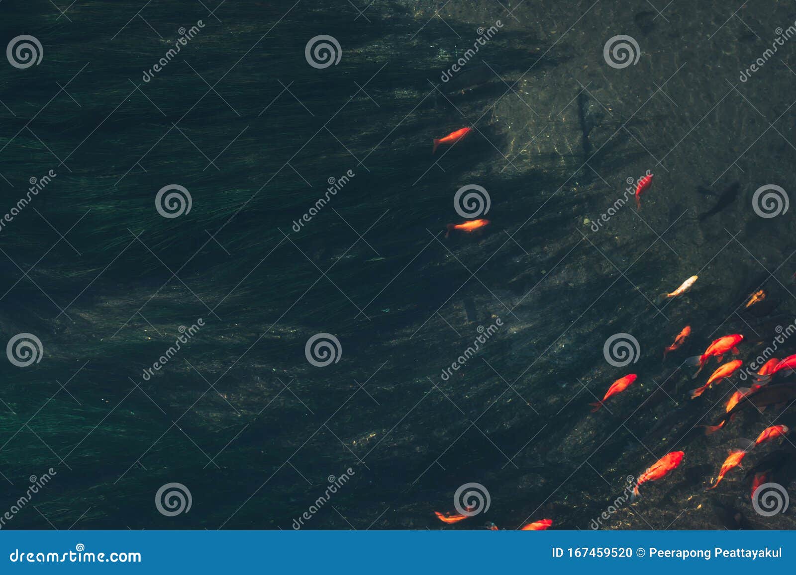 Colorful Koi Fish in the Natural River Stock Photo - Image of colorful ...