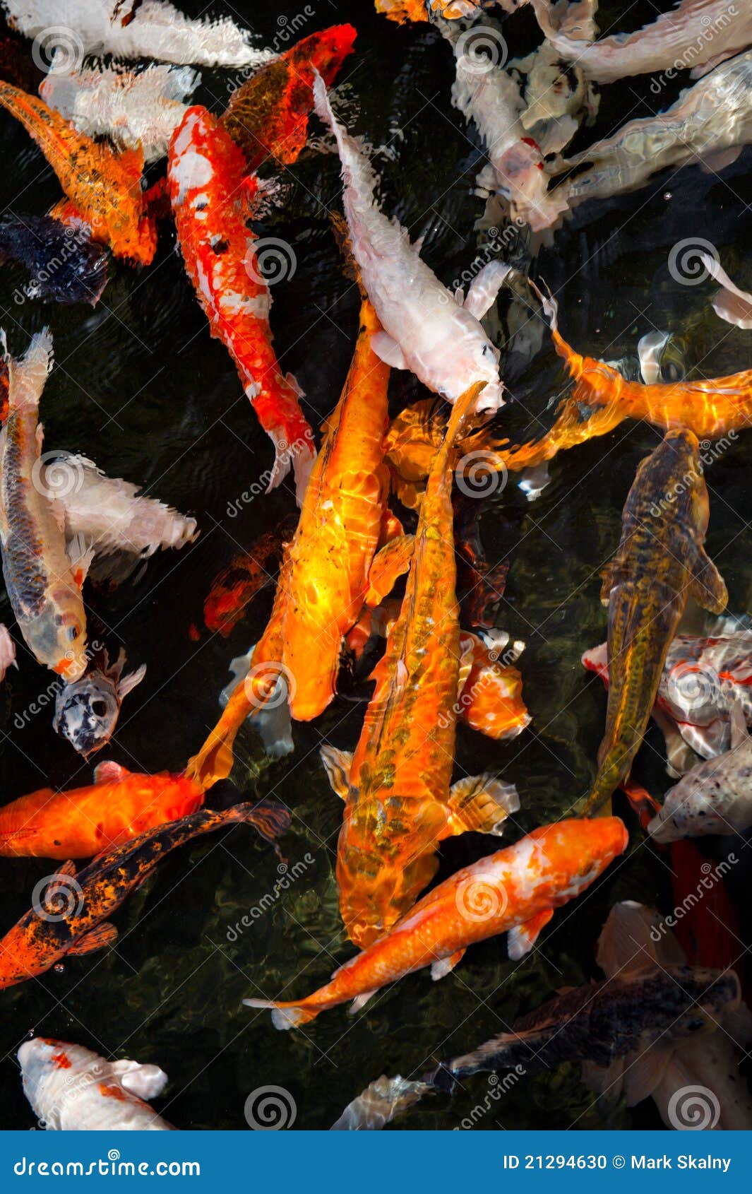Colorful Koi Fish in a Pond Stock Photo - Image of vertical, japanese ...
