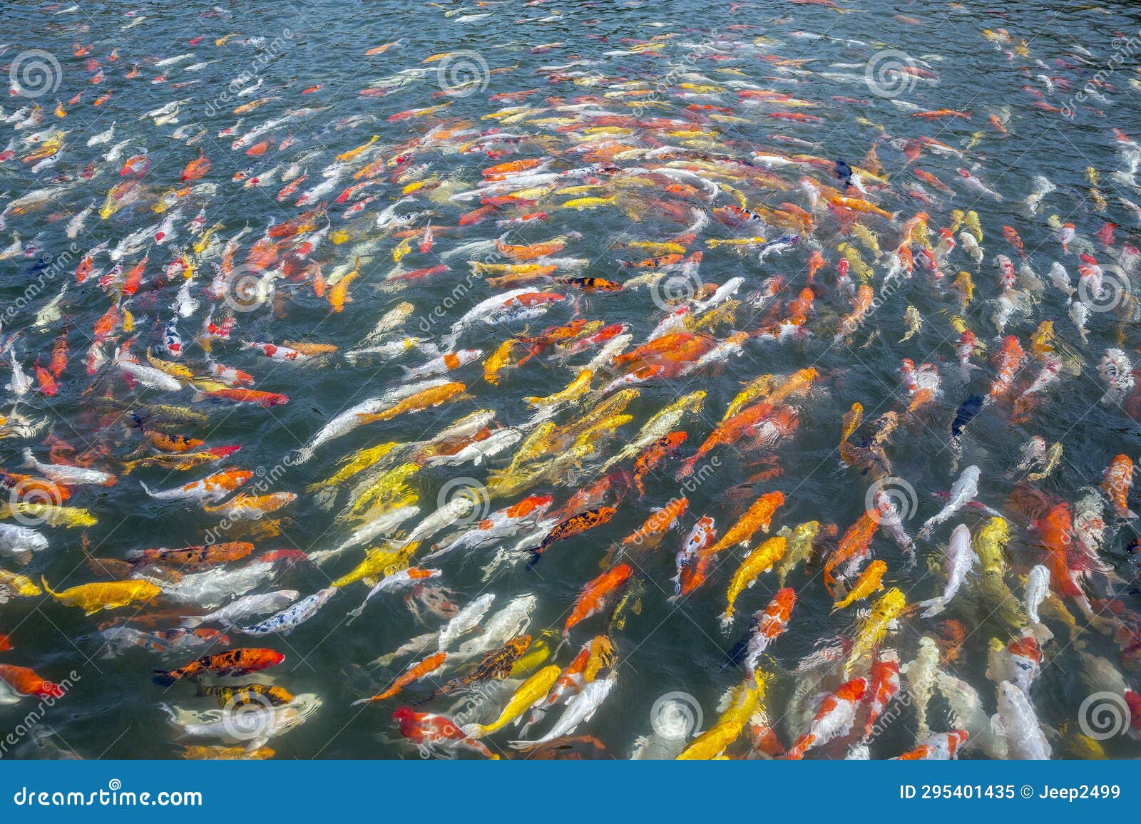 Colorful koi fish. stock image. Image of colorful, reef - 295401435