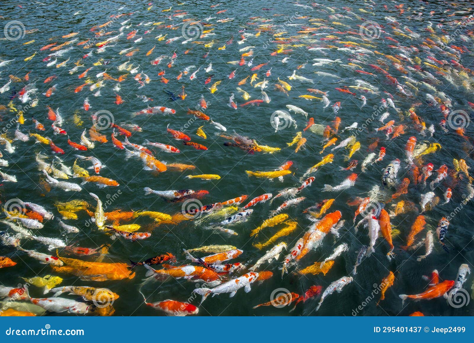 Colorful koi fish. stock image. Image of waves, clear - 295401437