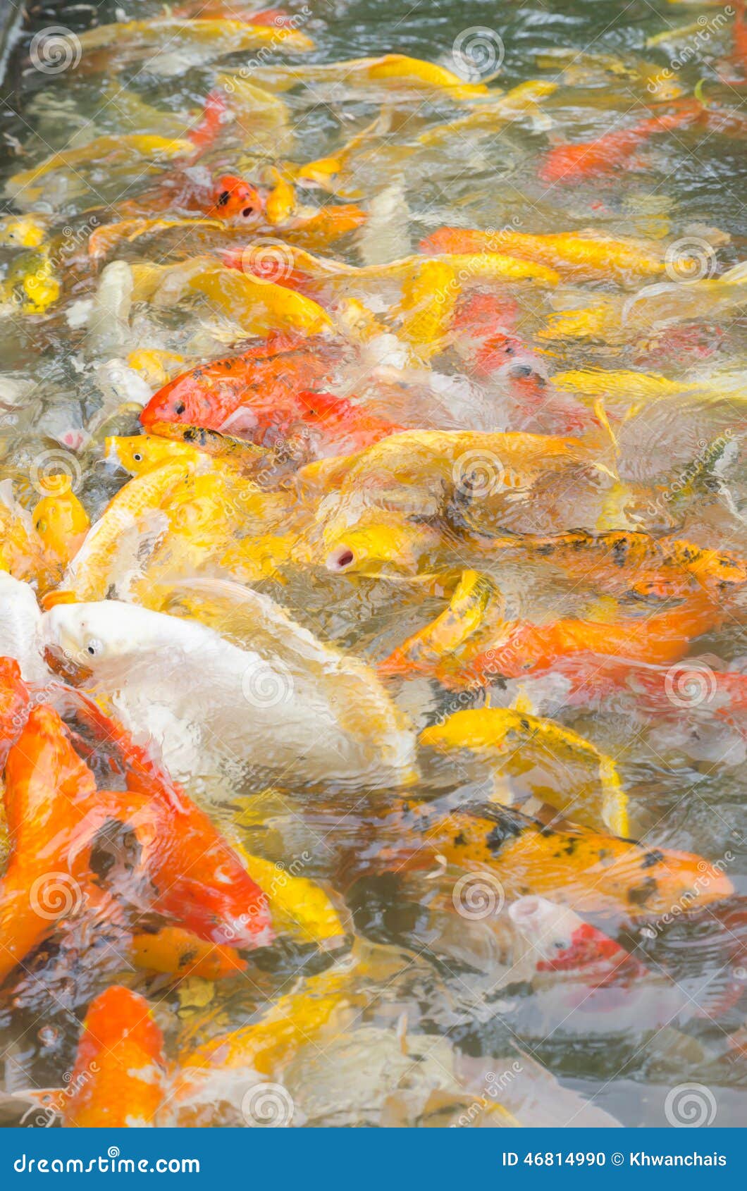 Colorful Koi Fish in the Pond Stock Photo - Image of aquatic, japan ...