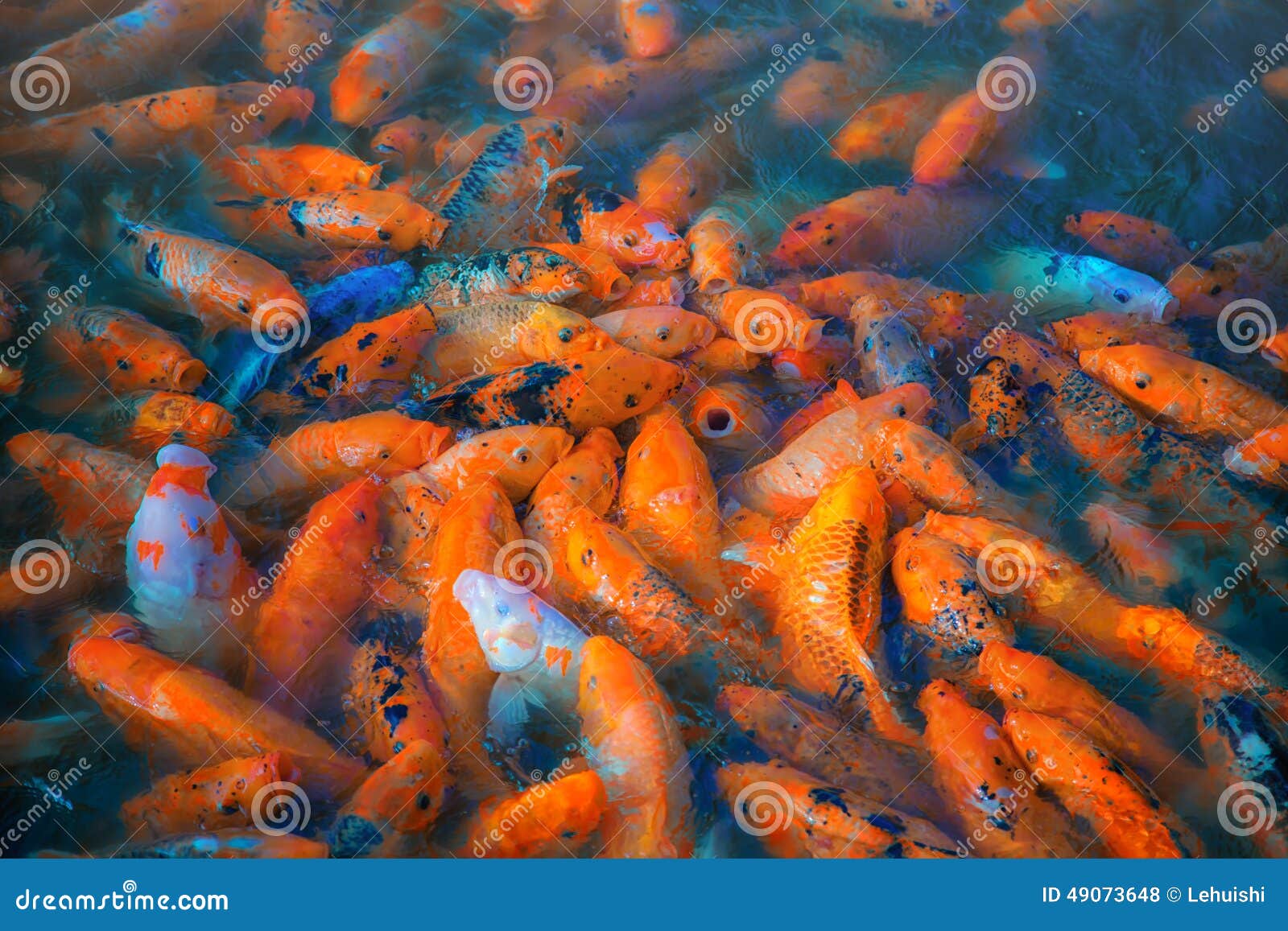Colorful koi fish in pond stock photo. Image of buddhism - 49073648