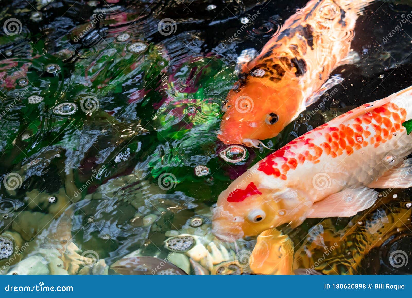 Colorful KOI Fish on a Pond for Good Luck Stock Photo - Image of fish ...