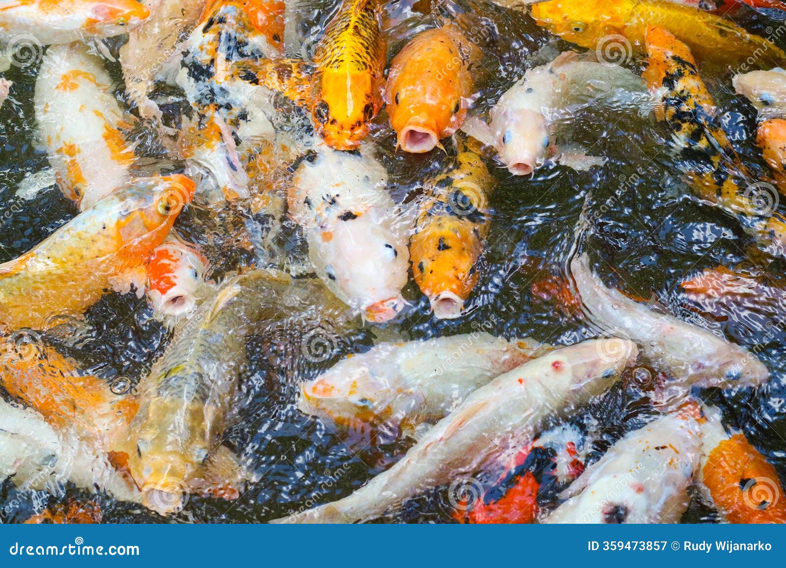 Colorful Koi Fish in the Pool Stock Image - Image of pond, lake: 359473857
