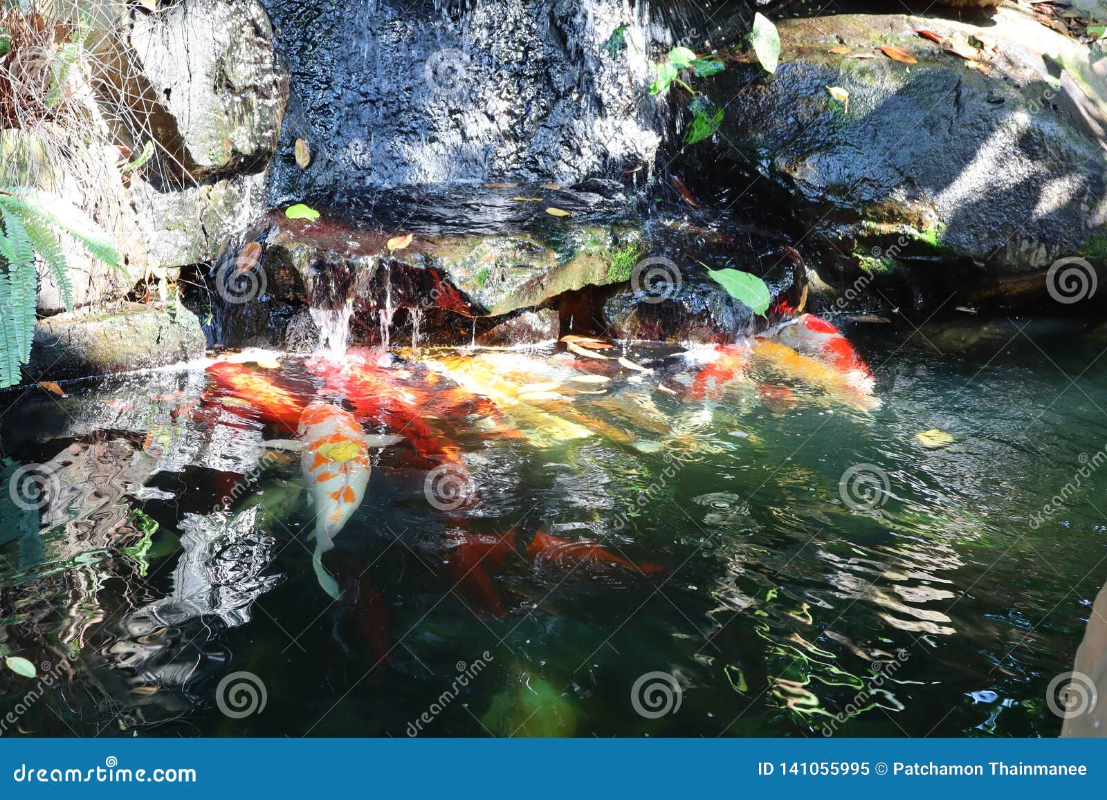 Colorful Koi Fish are Swimming in the Pond. Stock Image - Image of pond ...