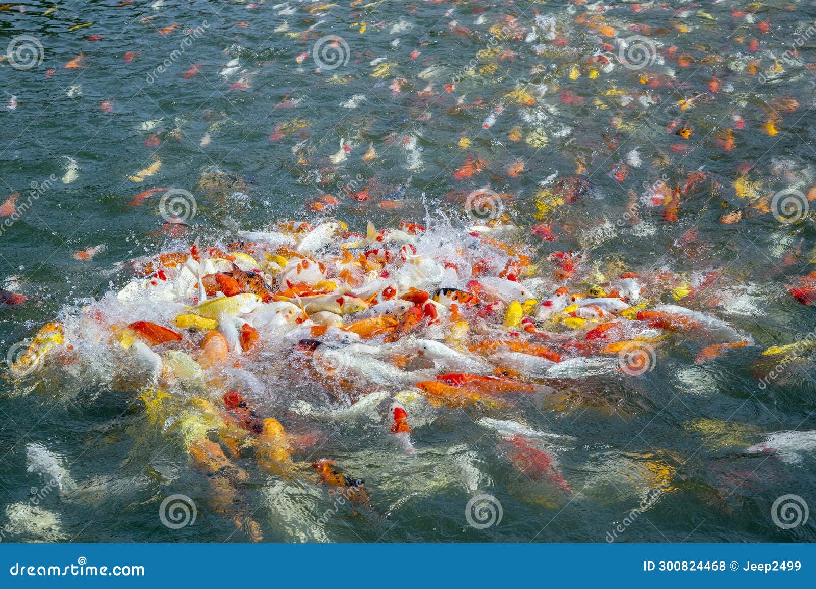 Koi Fish Swimming in the Pond. Stock Photo - Image of animal, fall ...