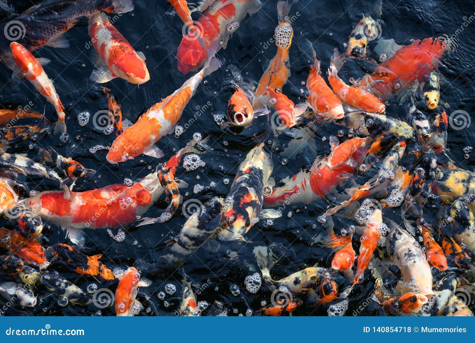 Colorful Koi Fish Swimming in Pond Stock Photo - Image of gold, happy ...