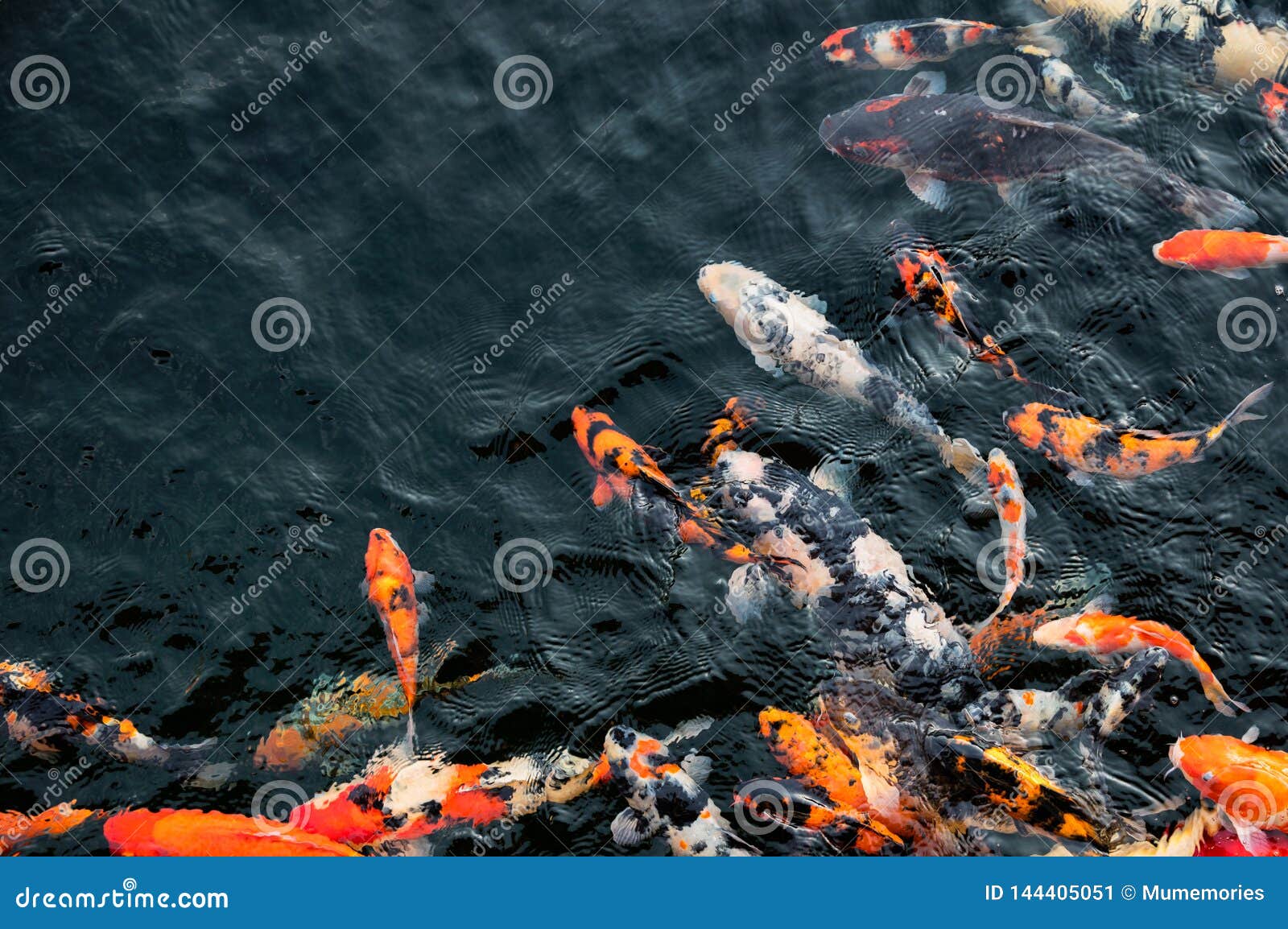 Colorful Koi Fish Swimming in Pond Stock Image - Image of life, garden ...