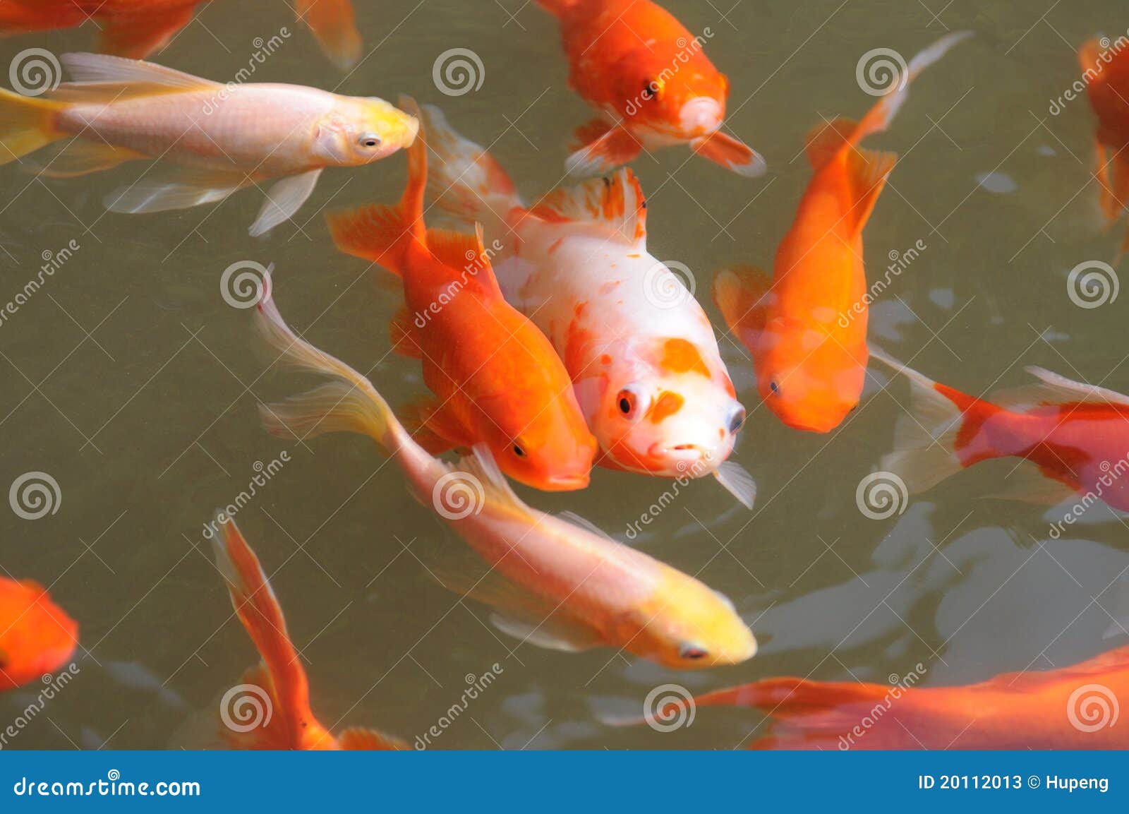 Koi Fish Swimming In Water