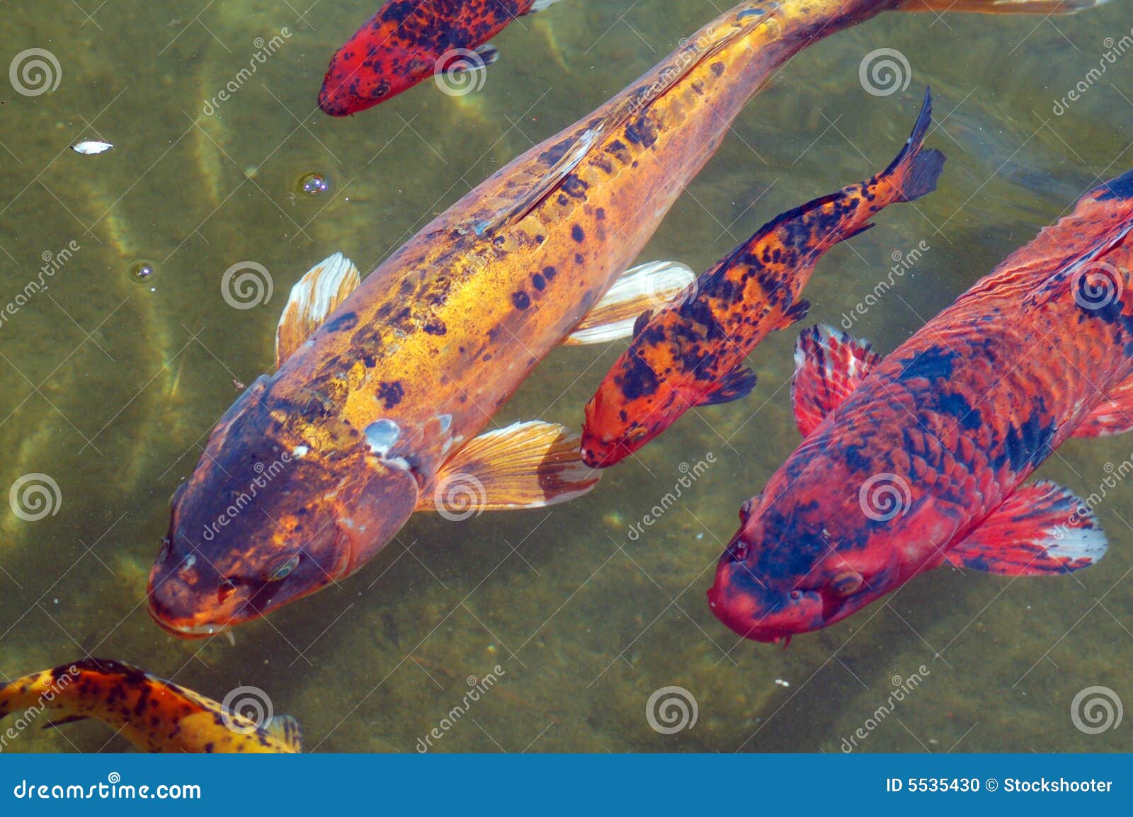 Colorful Koi Fishes stock photo. Image of appetite, pond - 5535430