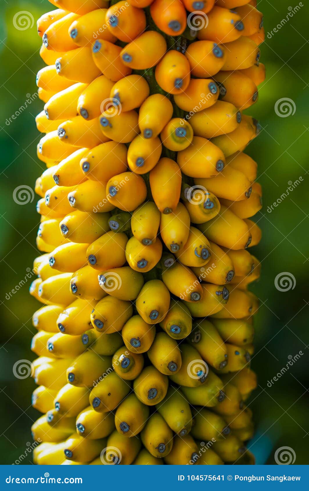 Colorful of Konjac Fruit in the Forest Stock Image - Image of spring ...