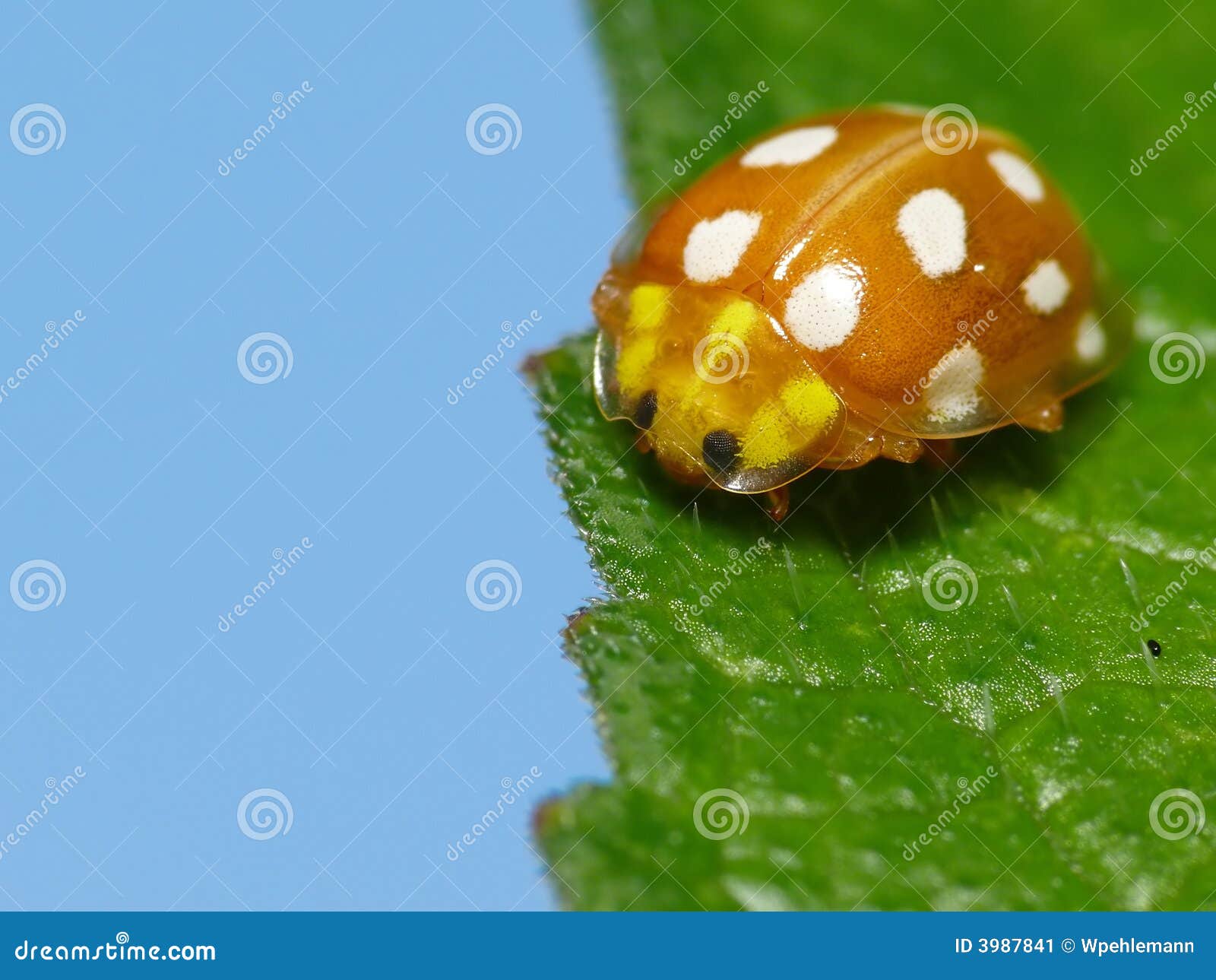 Colorful lady bug stock image. Image of beetle, spots - 3987841