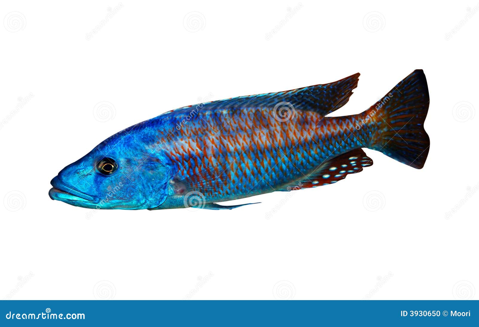 Colorful Lake Malawi Cichlid Stock Photo - Image of fish, ocean: 3930650