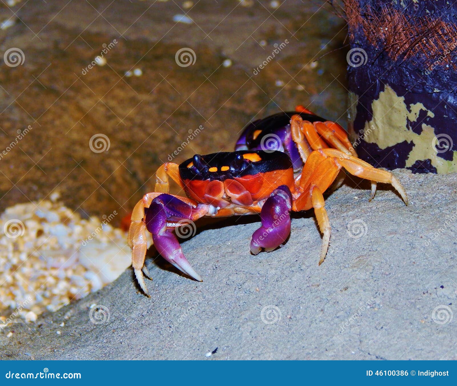 Colorful Land Crabs stock photo. Image of aquarium, rock - 46100386