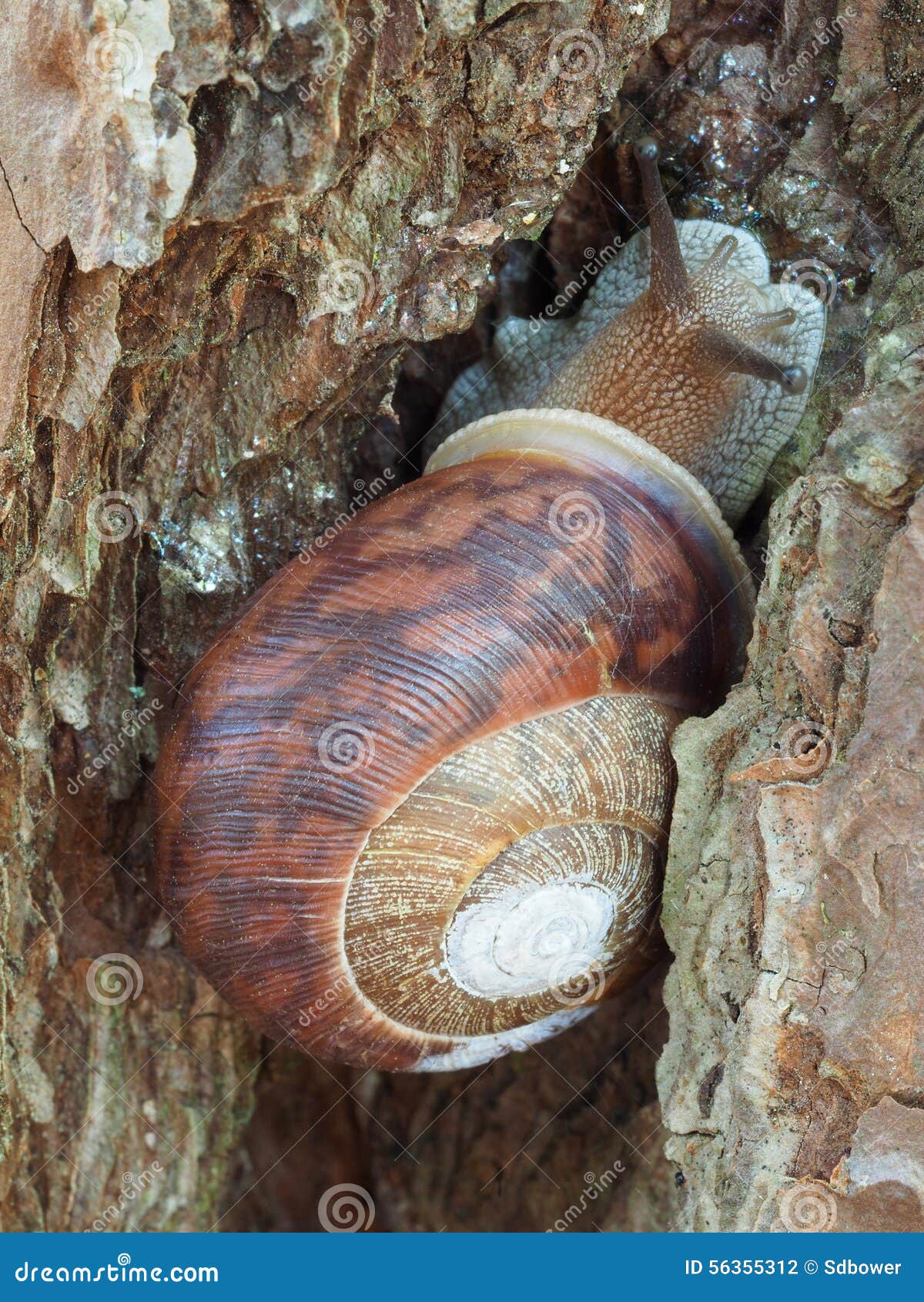 Colorful Land Snail on Pine Tree Stock Photo - Image of closeup, brown ...