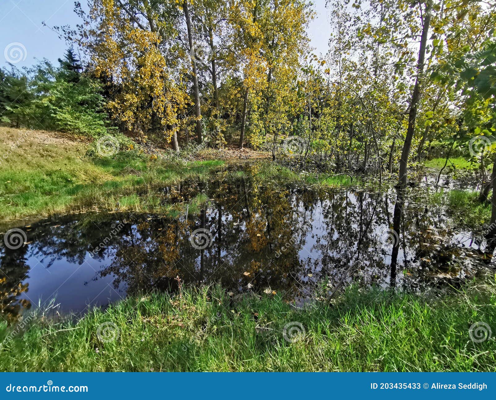 Colorful Landscape of Trees and Pond Stock Image - Image of wetland ...