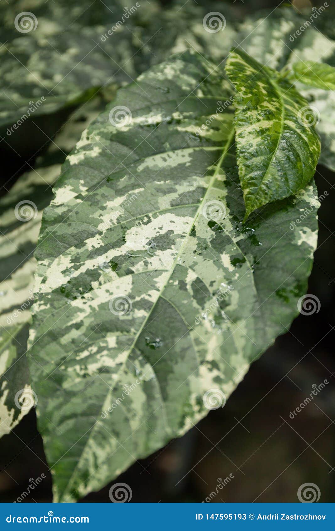 Colorful Large Tropical Leaves. Exotic Beautiful Plants. Stock Image ...
