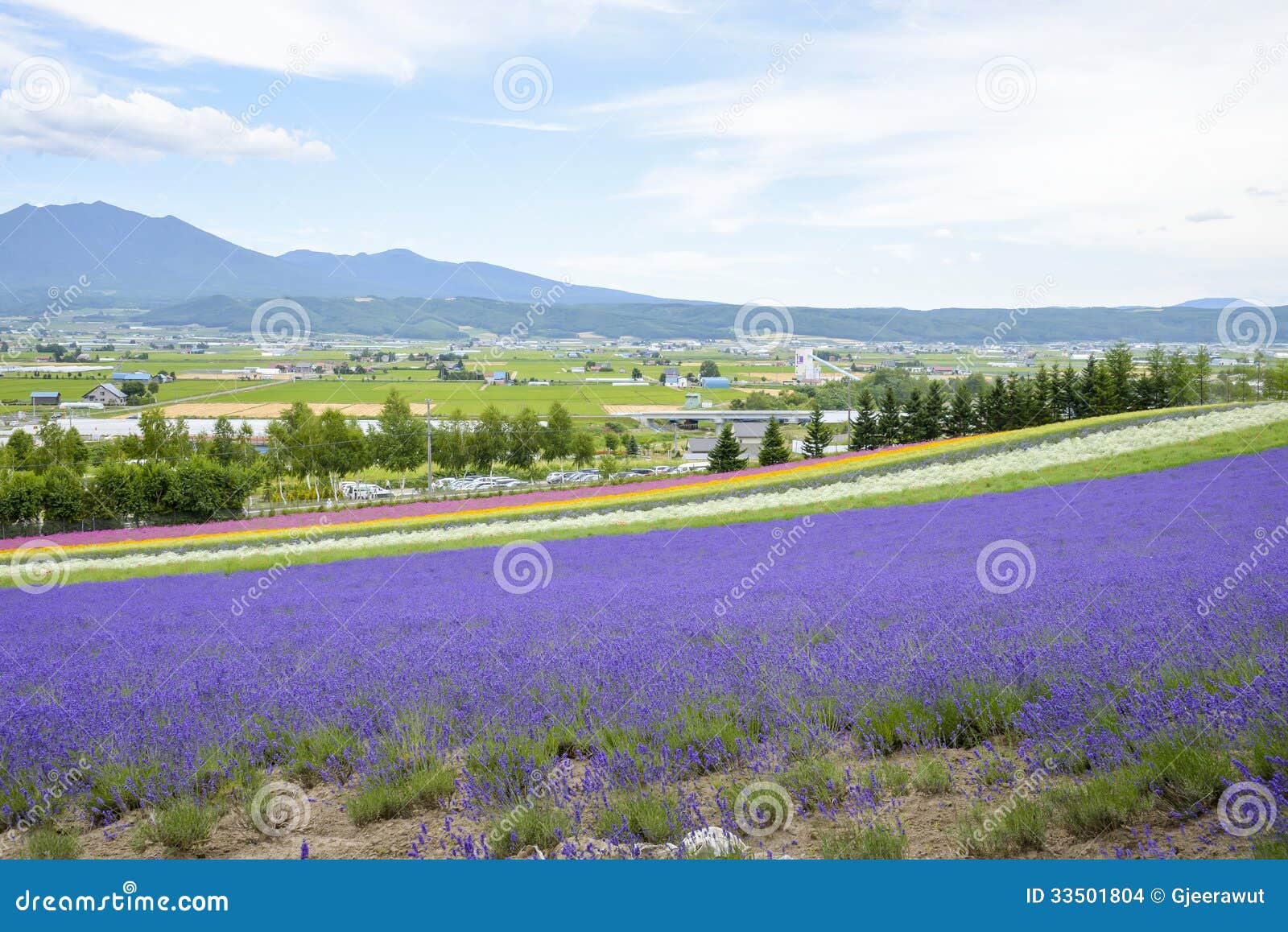 Colorful of Lavender Farm in Japan Stock Photo - Image of green ...
