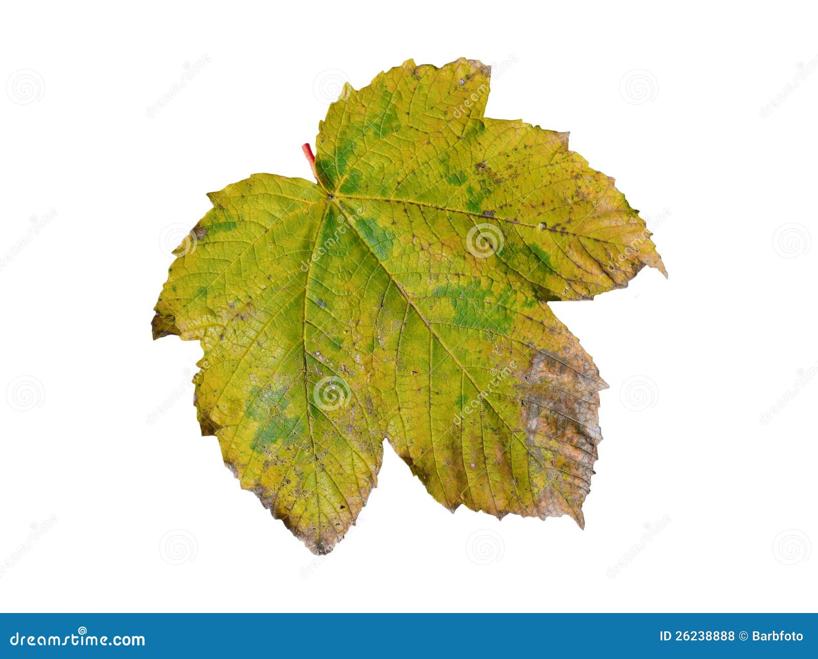 Colorful leaf stock photo. Image of colorful, leaf, autumn - 26238888