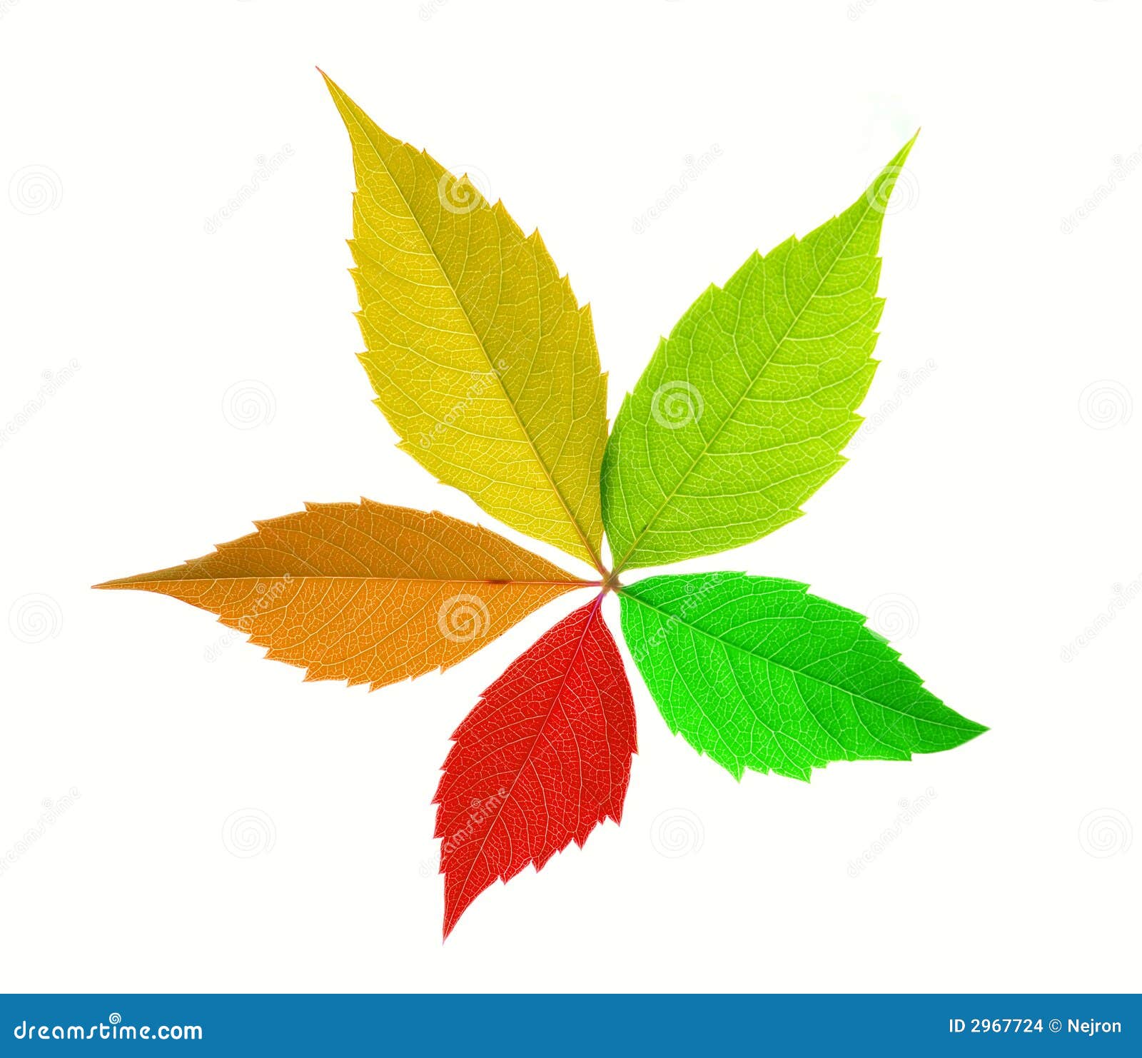Colorful Leaf With Detail Texture Of Vein And Midrib Stock Photo ...