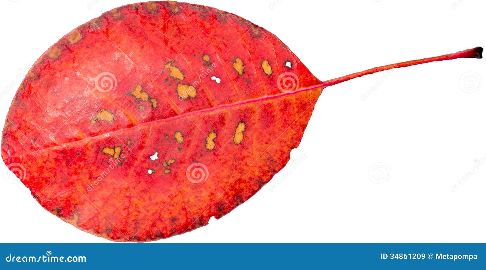 Colorful leaf stock image. Image of leaf, fallen, plant - 34861209