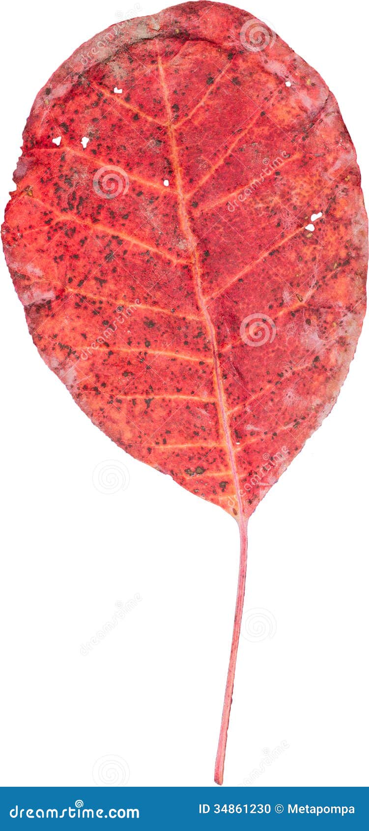 Colorful Leaf Stock Photo | CartoonDealer.com #34861230